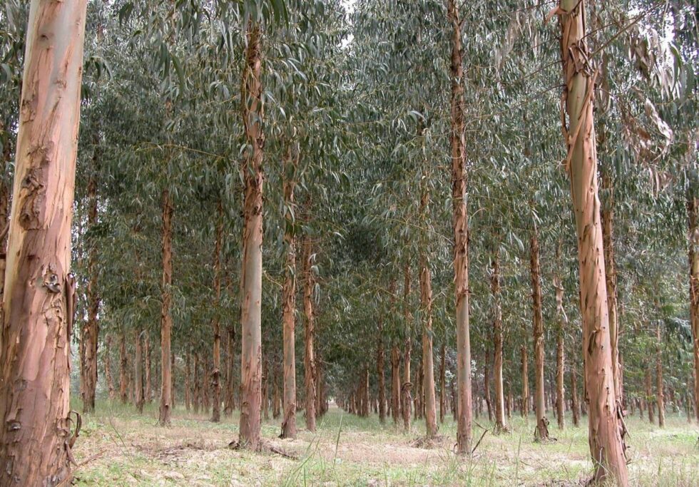 Plantaciones Forestales | Foresto Industria