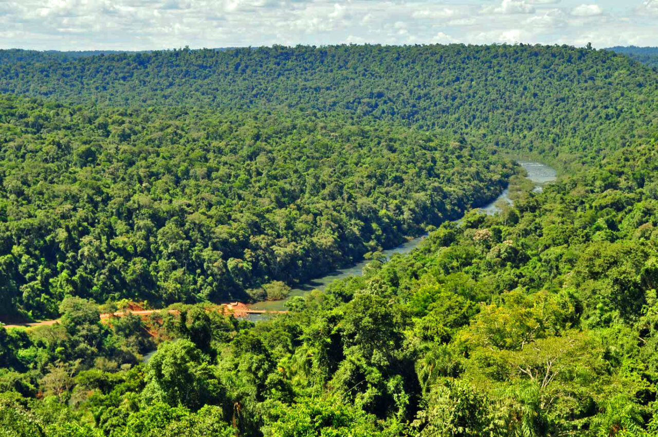 Bosques Nativos | Foresto Industria